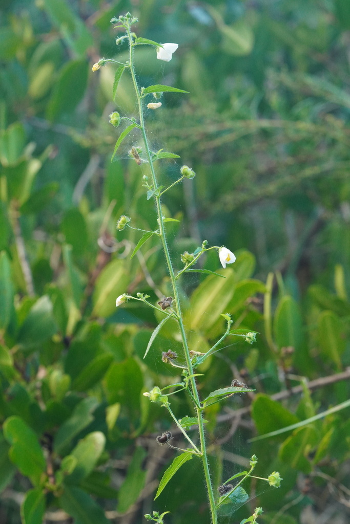 White Fenrose from Everglades NP--Rowdy Bend Trail on December 28, 2021 ...