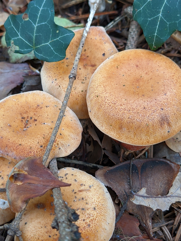 Paralepista gilva from Eversten Holz on October 27, 2022 at 02:08 PM by ...