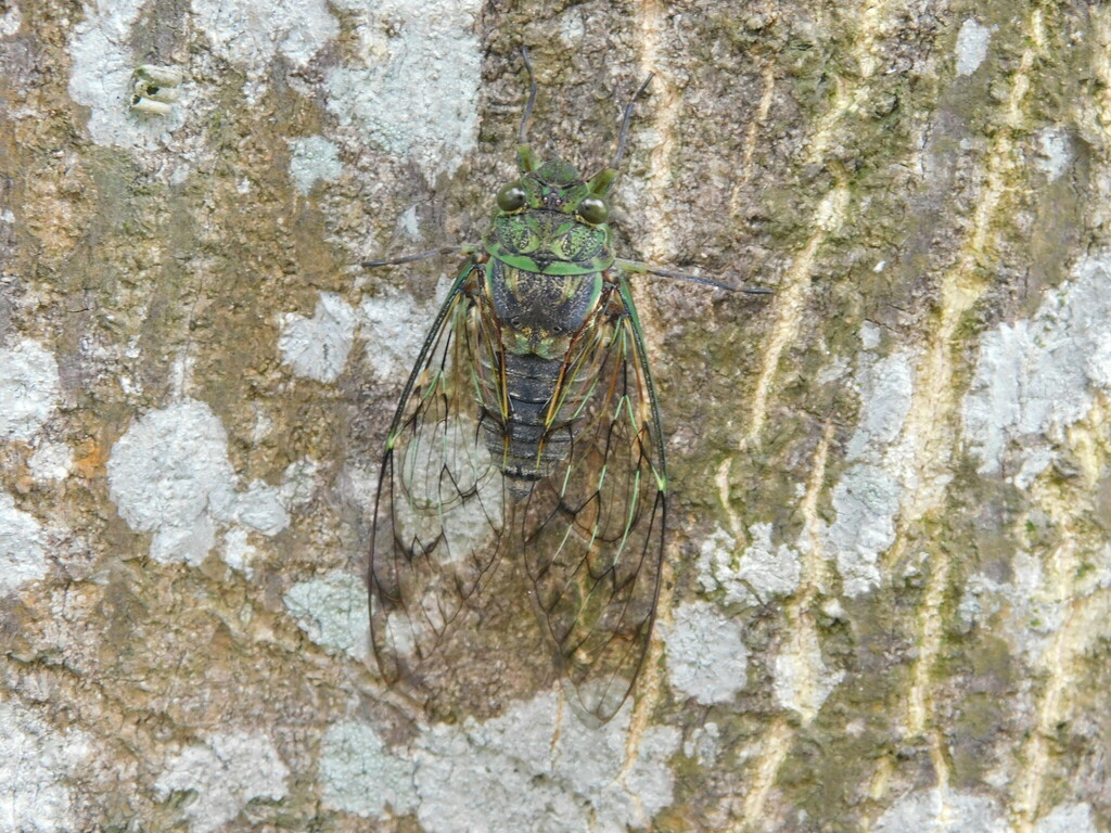 Pomponia brevicaudata from Jatinangor, Sumedang Regency, West Java ...