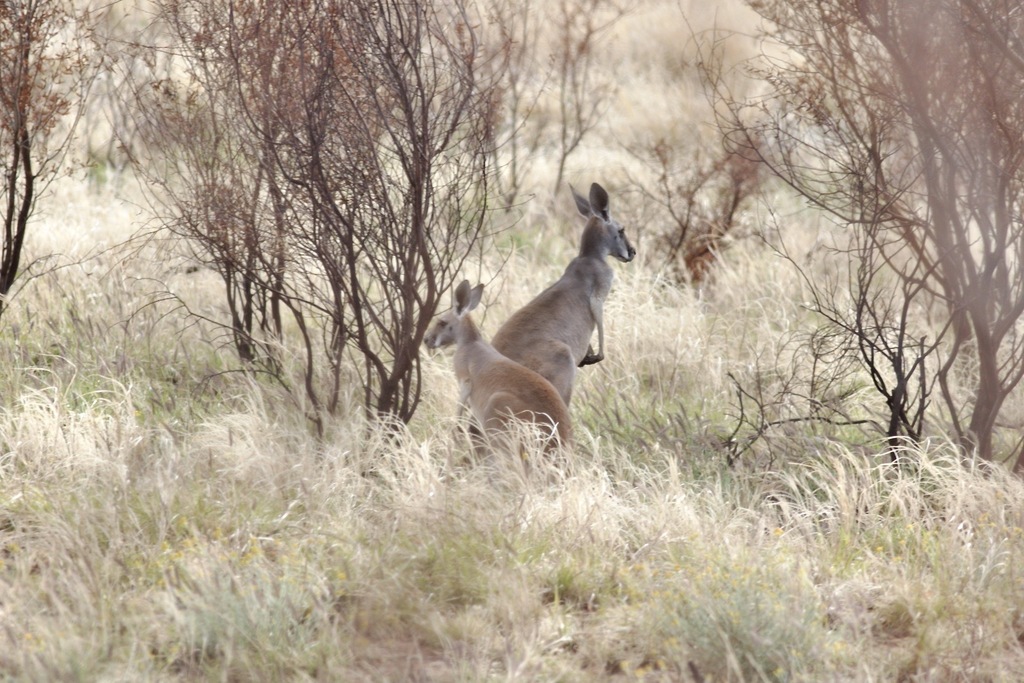 Red Kangaroo from Burt Plain NT 0872, Australia on October 12, 2022 by ...