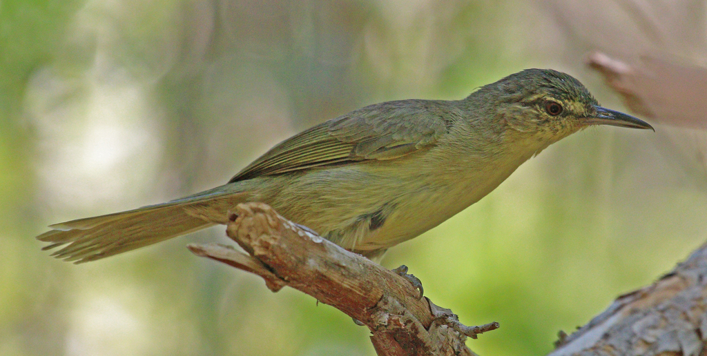 Long-billed Tetraka (Birds of the Mahamavo Forest, Madagascar ...
