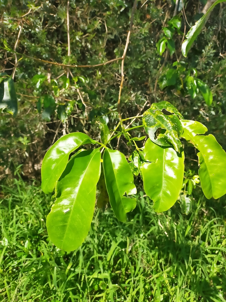 pink-flowered doughwood from Yamba NSW 2464, Australia on October 28 ...