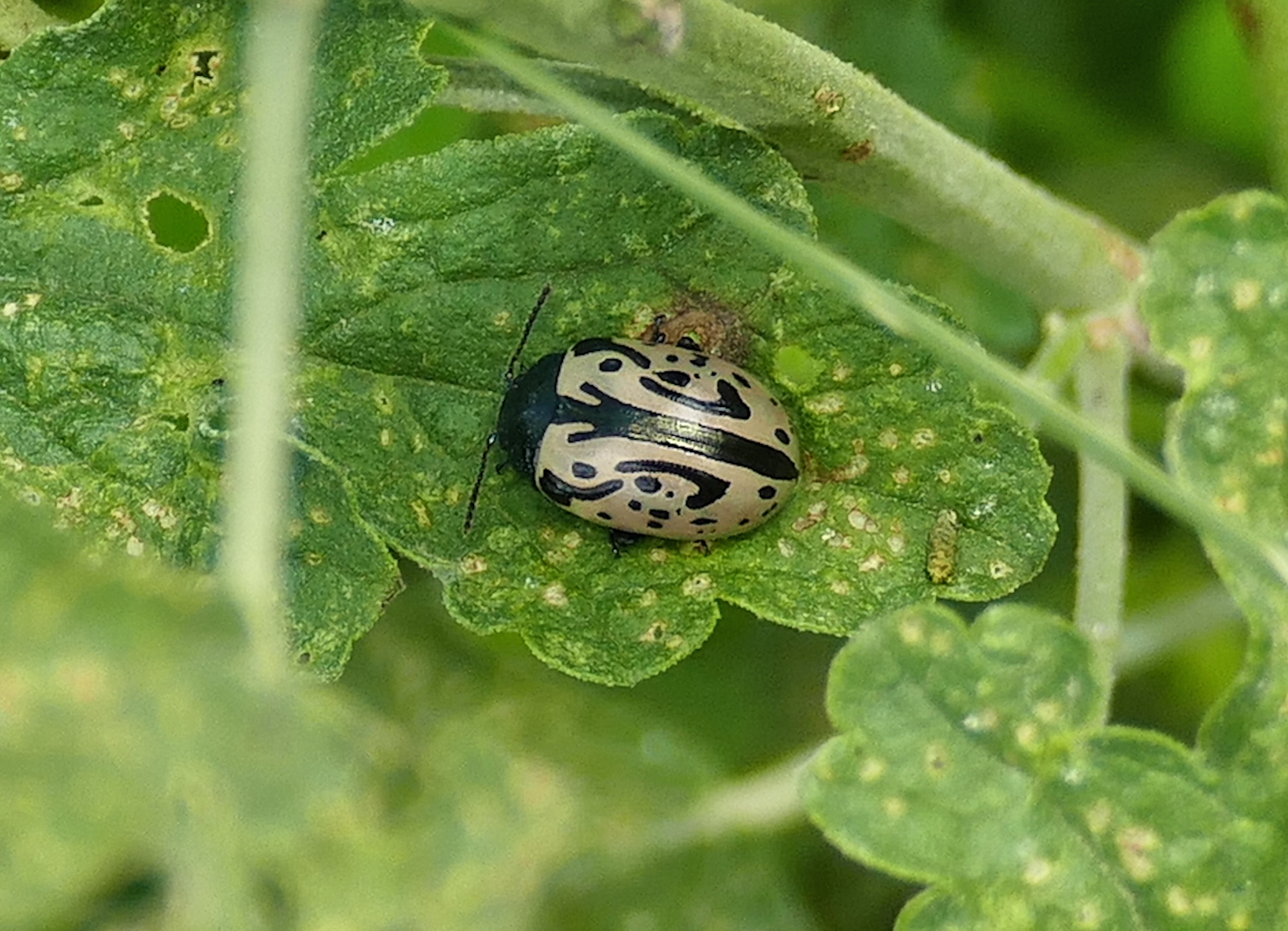 Calligrapha dislocata (Rogers, 1856)