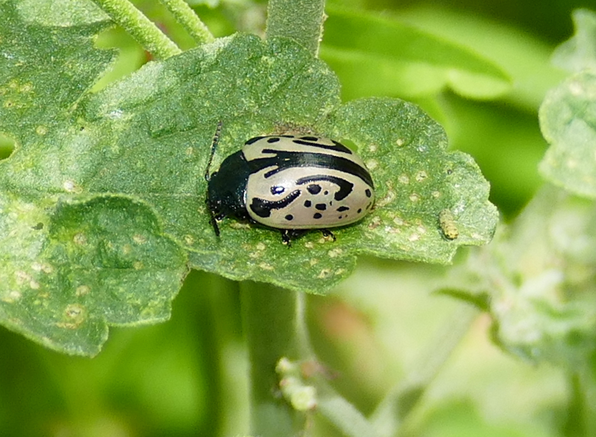 Calligrapha dislocata (Rogers, 1856)