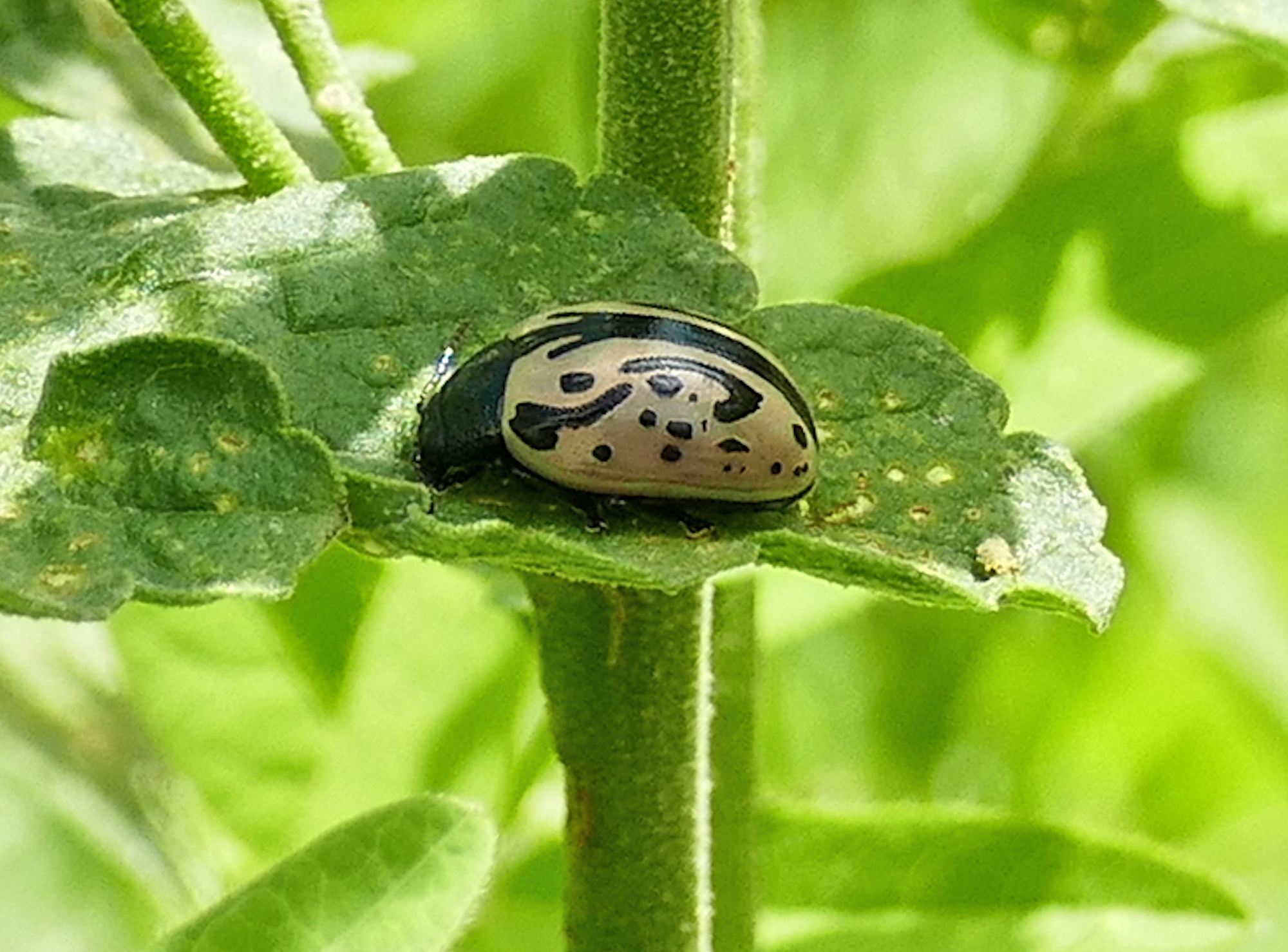 Calligrapha dislocata (Rogers, 1856)