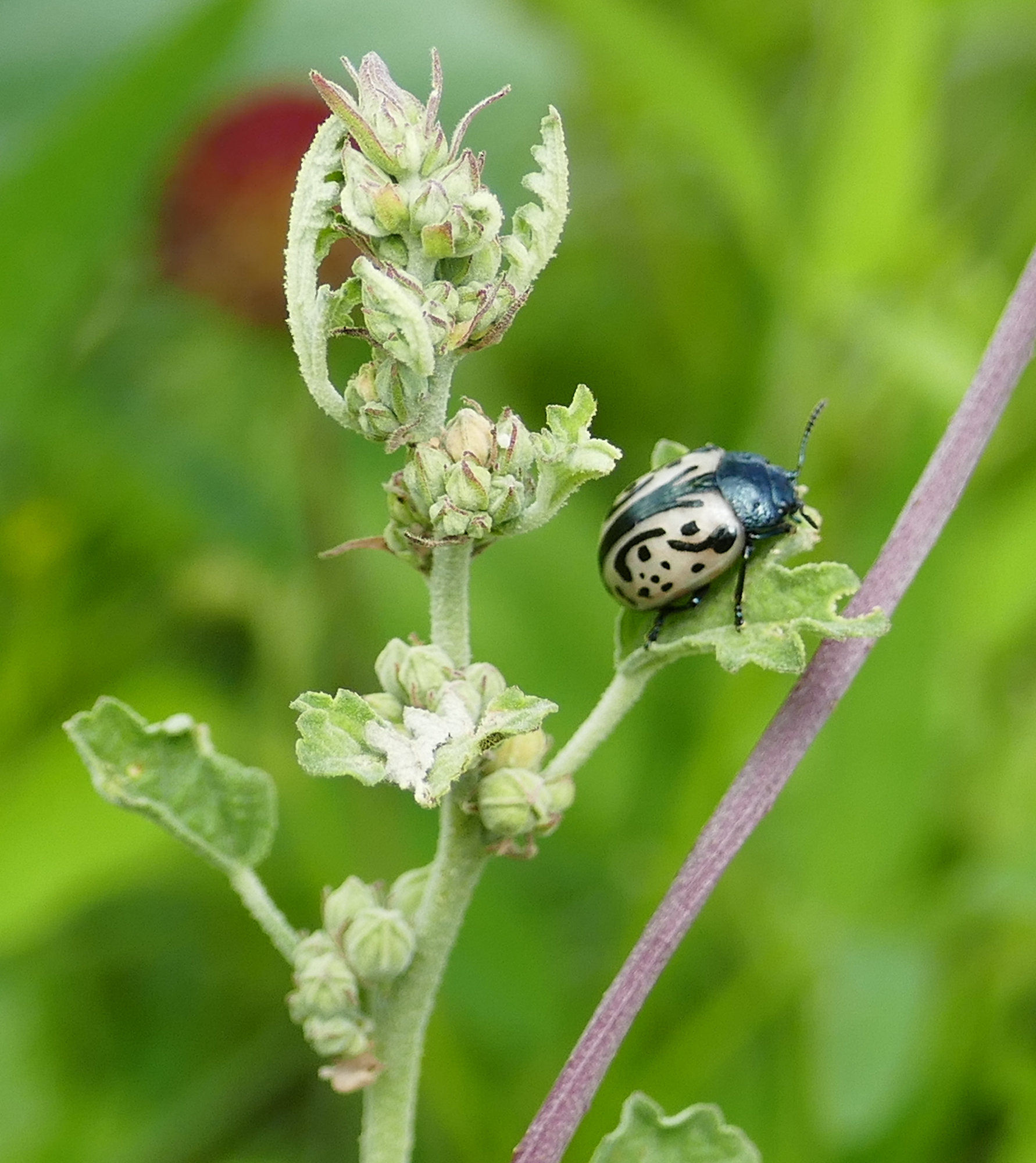Calligrapha dislocata (Rogers, 1856)