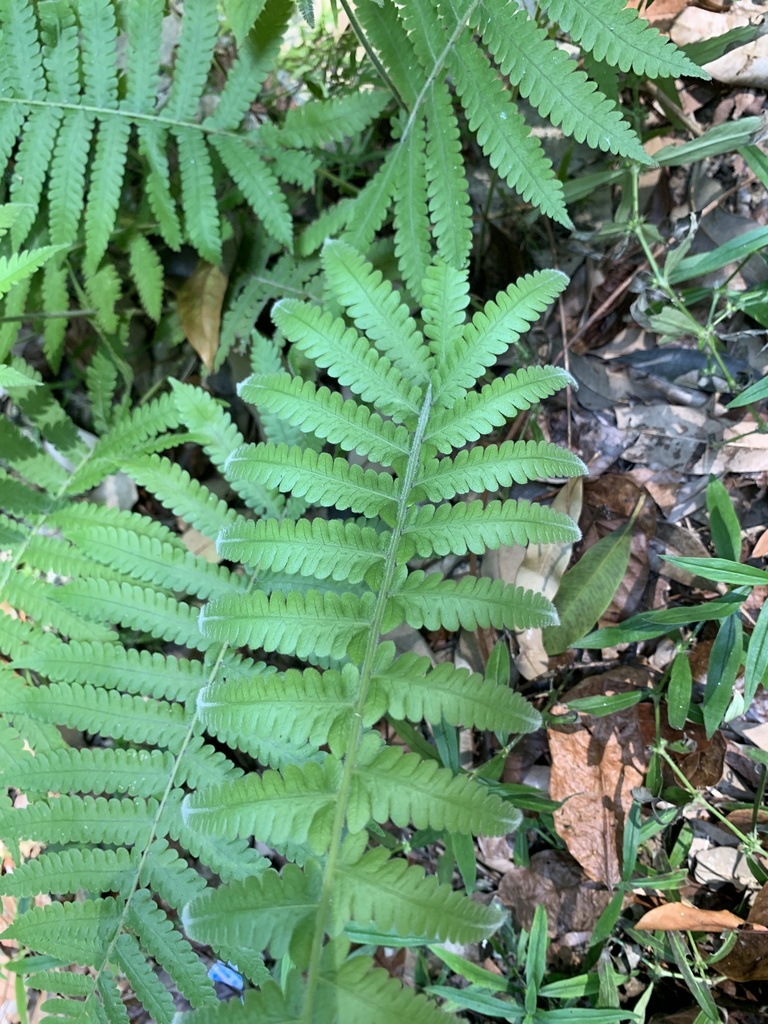 Parasitic Tri-vein Fern from 東區, TW on October 28, 2022 at 10:33 AM by ...