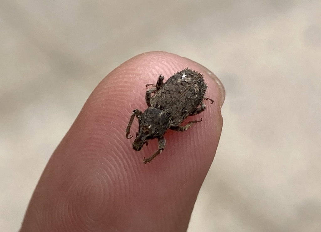 Vegetable Weevil from 中牟县, 郑州市, 河南省, CN on October 28, 2022 at 10:38 AM ...