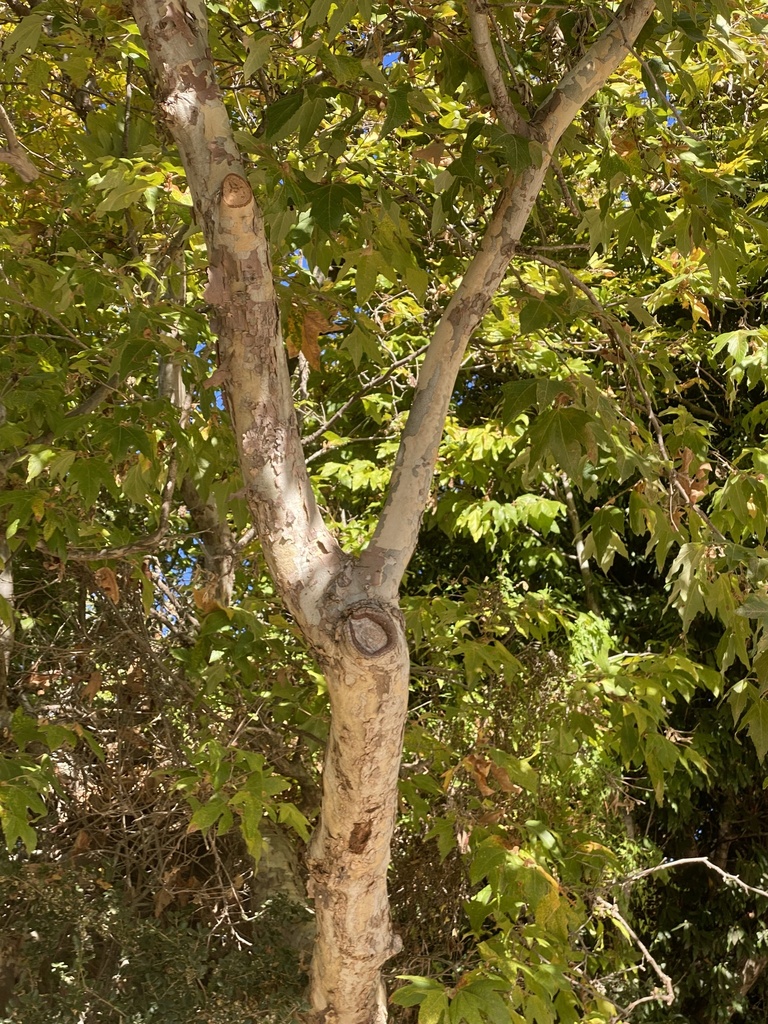 western sycamore from Andrew Molera State Park, Big Sur, CA, US on ...