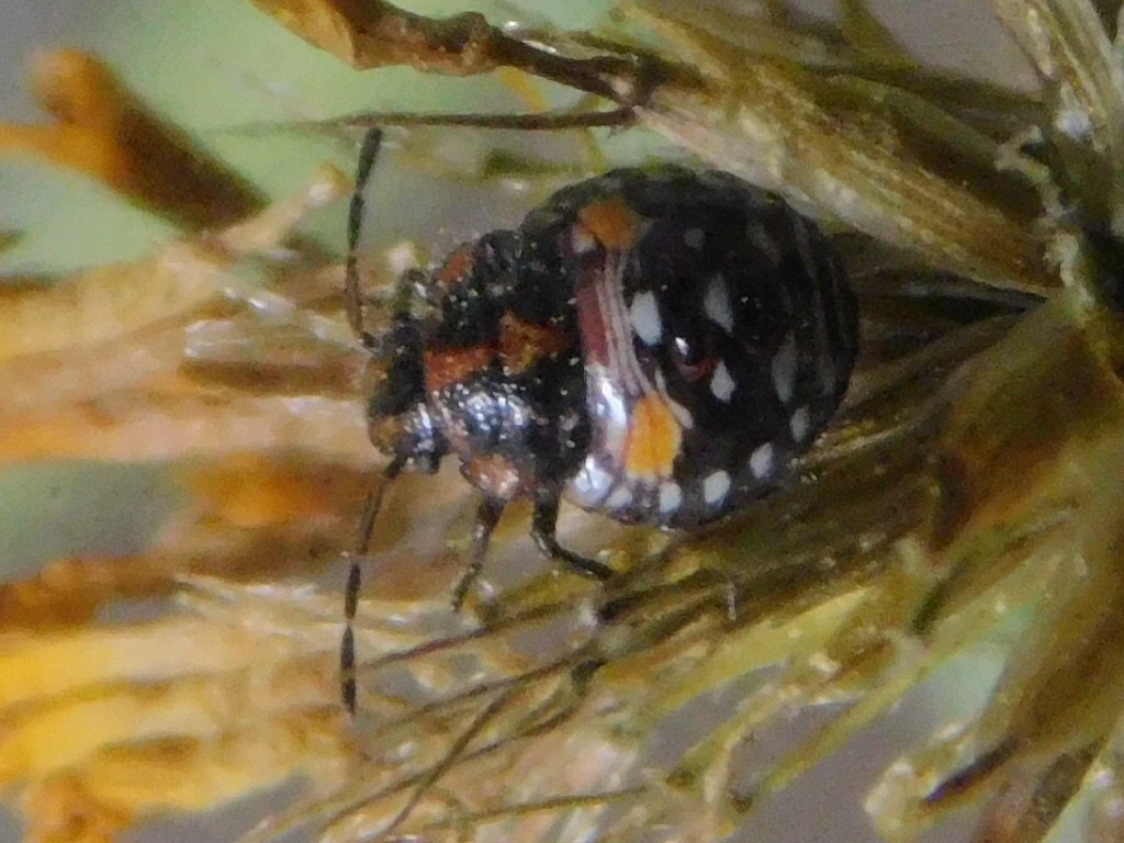 Neotropical Red-shouldered Stink Bug in August 2018 by Jade Fortnash ...