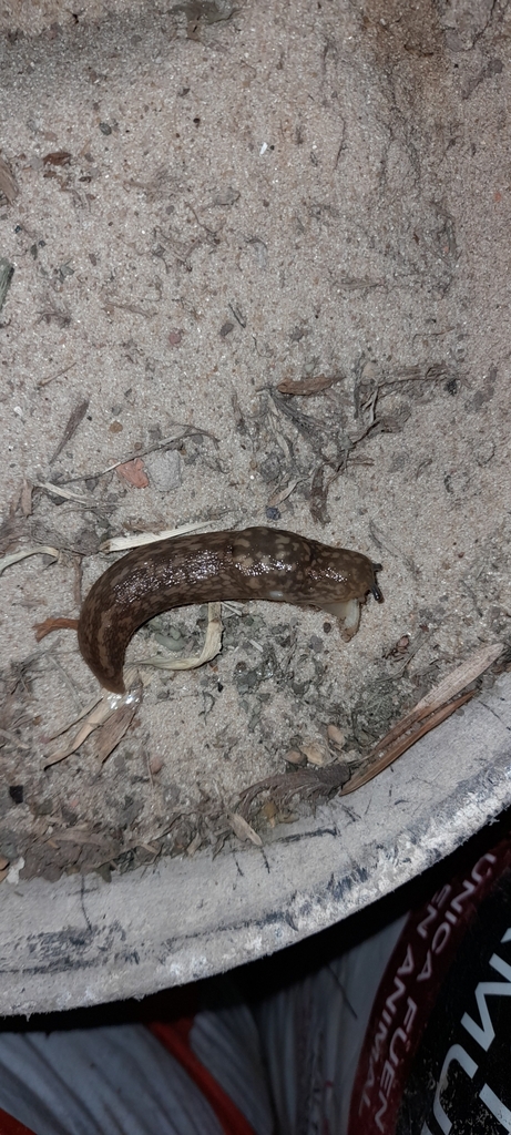 Yellow Cellar Slug from S3080 Esperanza, Santa Fe, Argentina on October ...