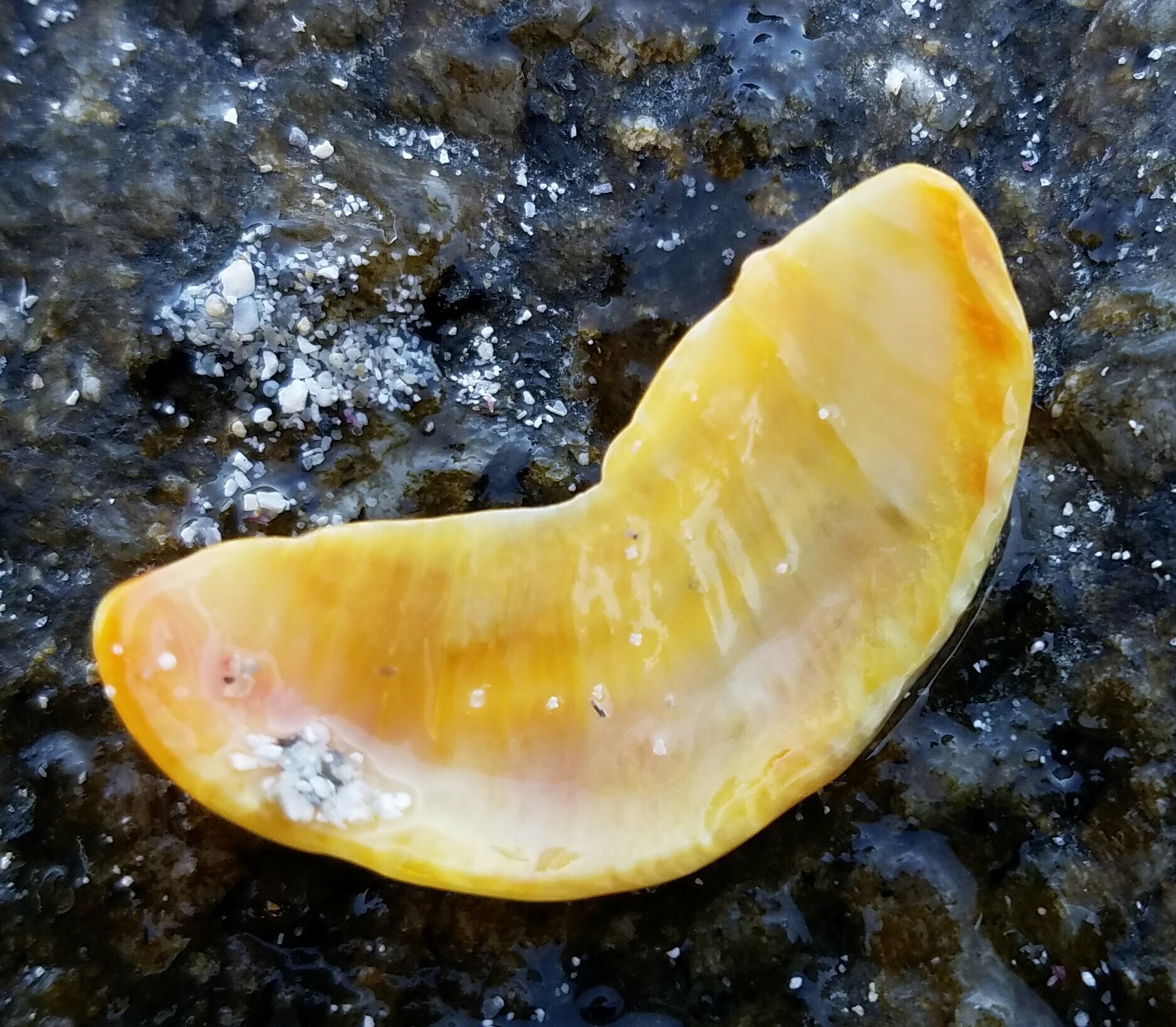 Chama macerophylla Gmelin, 1791