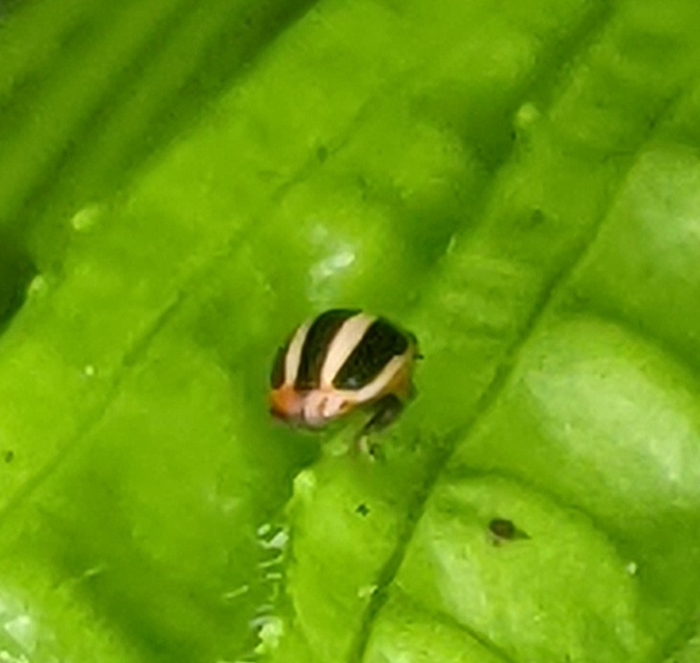 Brumoides E.A.Chapin, 1965