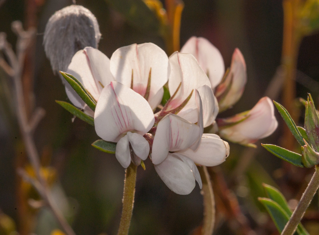 austral trefoil (Lotus australis) - Botanical Realm