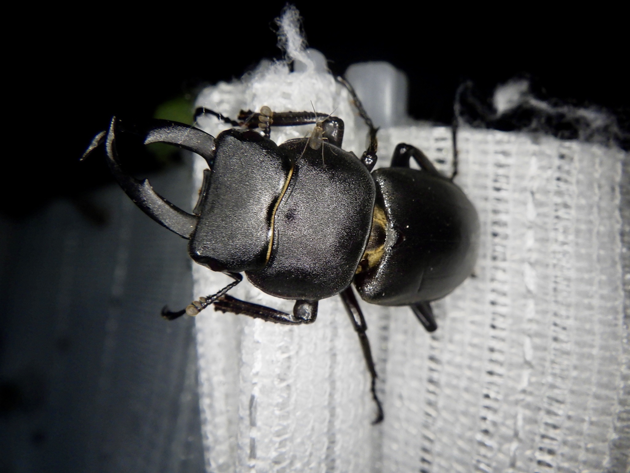 Dorcus rectus rectus