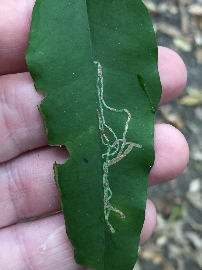 Eumetriochroa aethalota from Auckland, New Zealand on October 28, 2022 ...