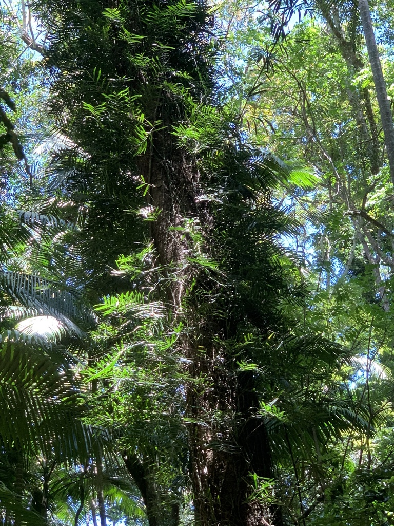 candle vine from Victoria Park Boardwalk, Dalwood, NSW, AU on October ...