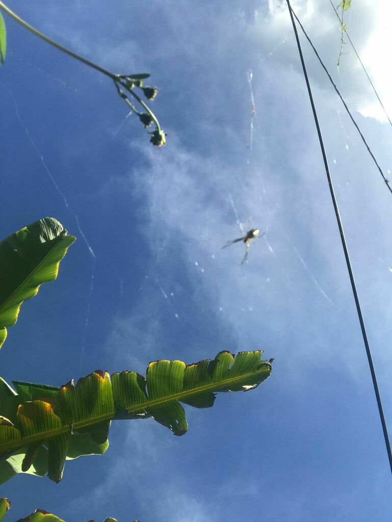 Golden Silk Spider from Tegucigalpa, Honduras on October 27, 2022 at 10 ...