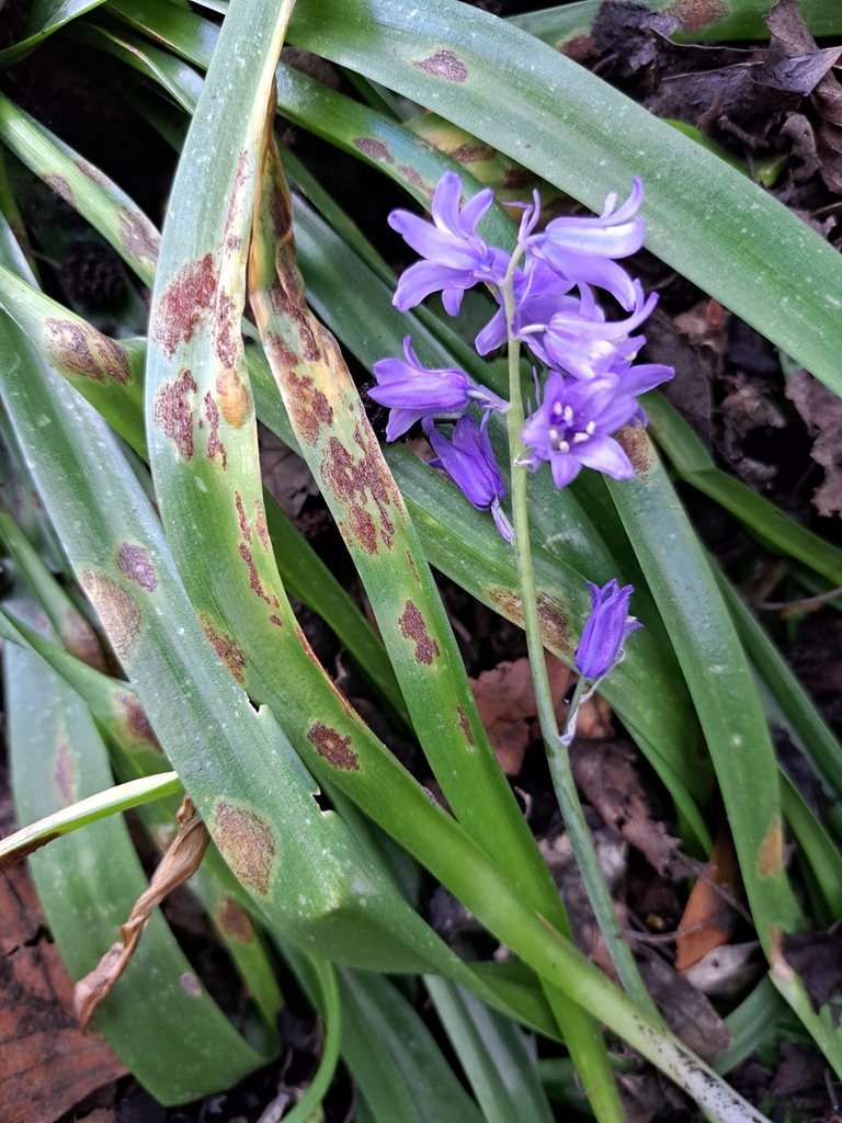 Uromyces muscari from Opawa, Christchurch, New Zealand on October 28 ...