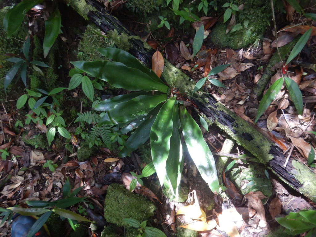 Antrophyopsis gigantea from Bras Panon plus haut on October 26, 2022 at ...