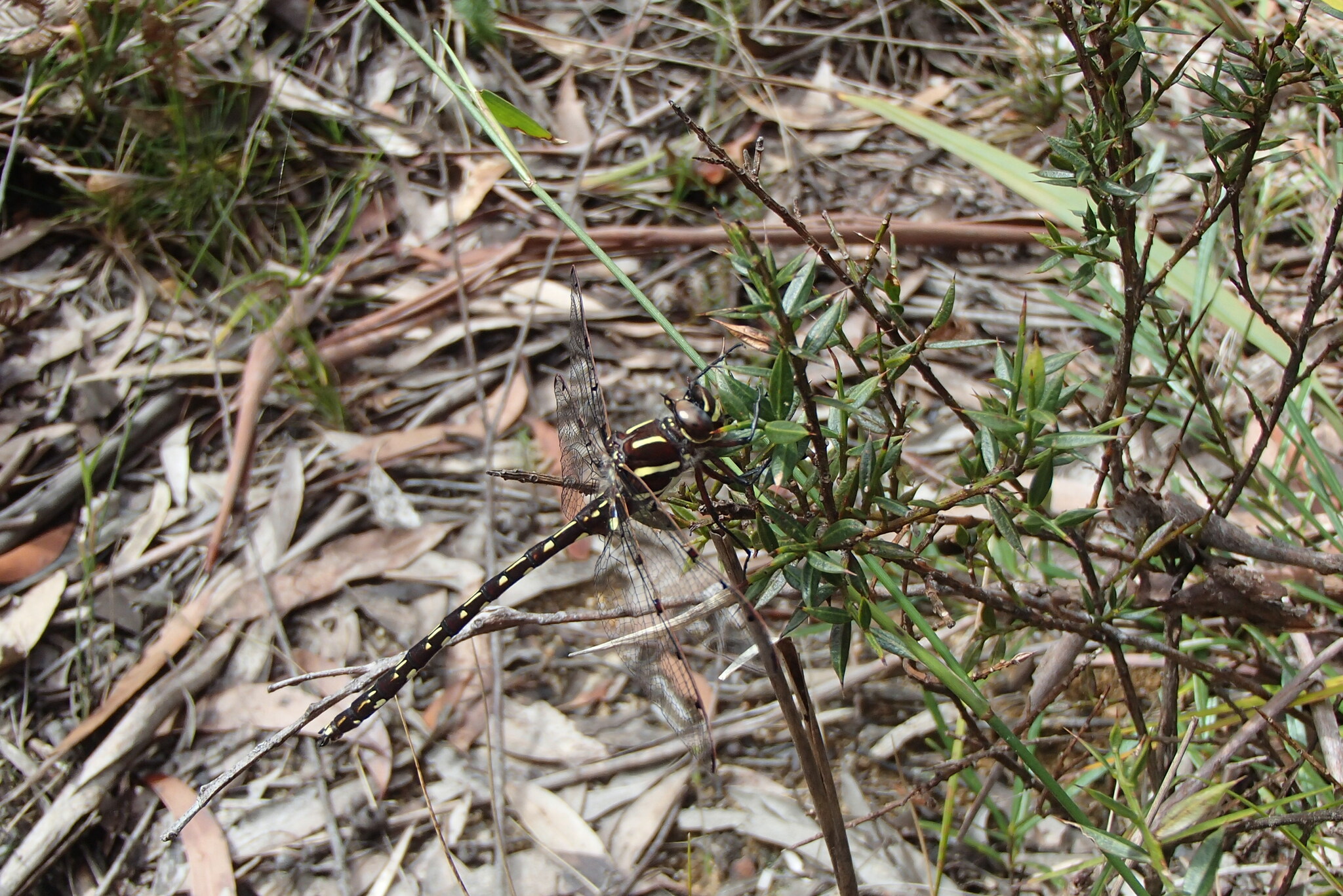 Austropetaliidae