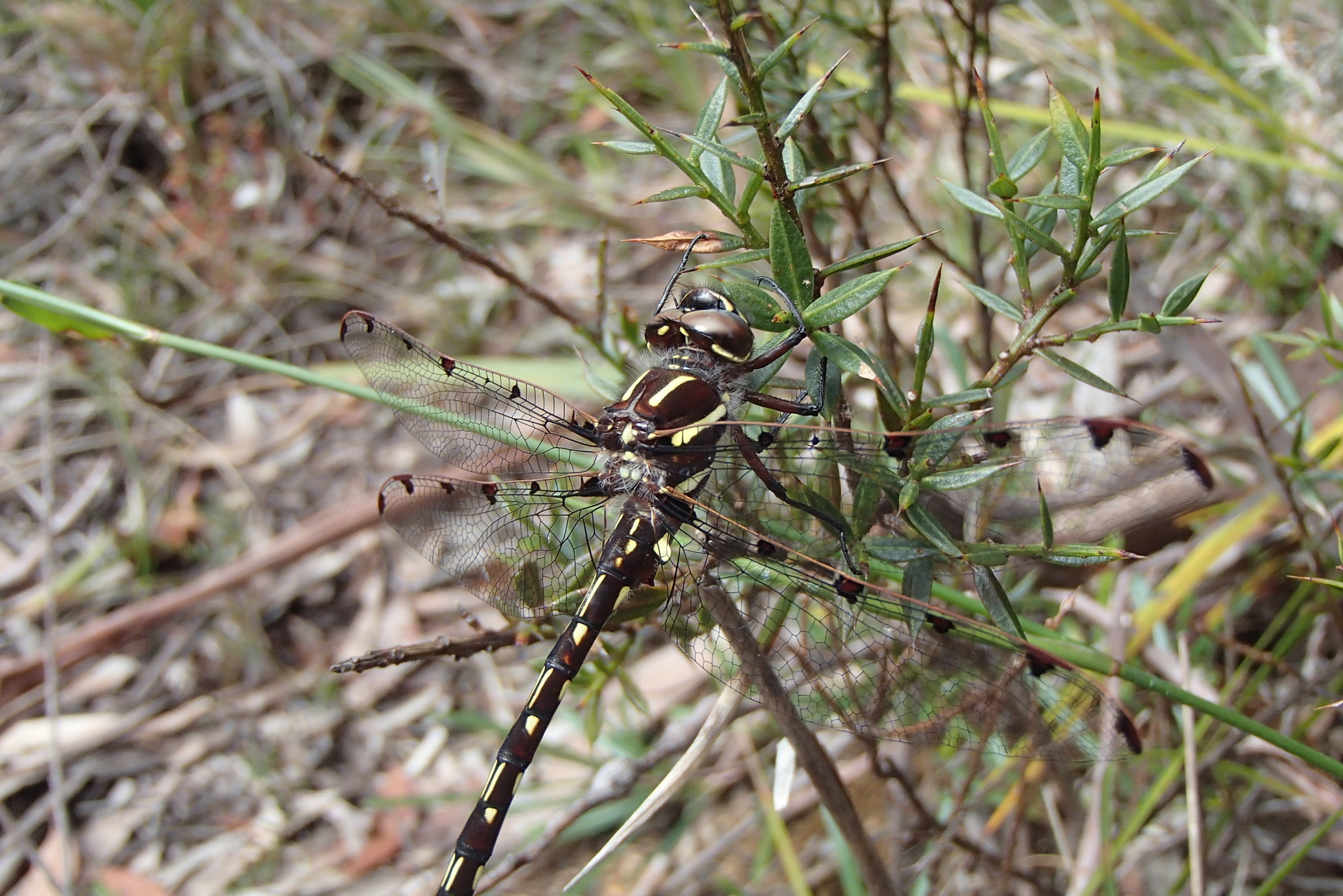 Austropetaliidae