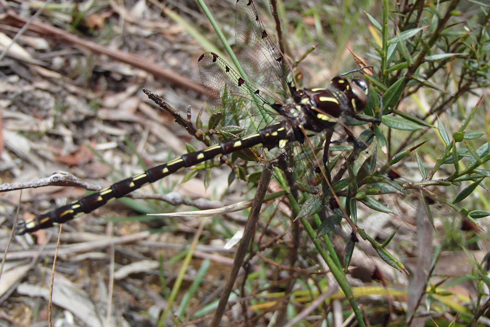 Austropetaliidae