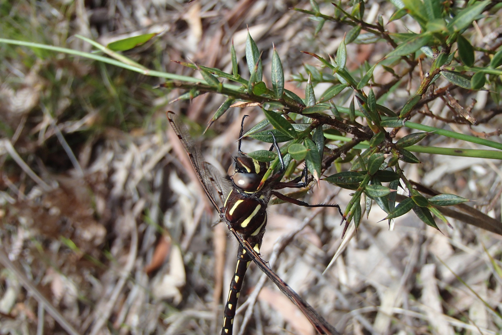 Austropetaliidae