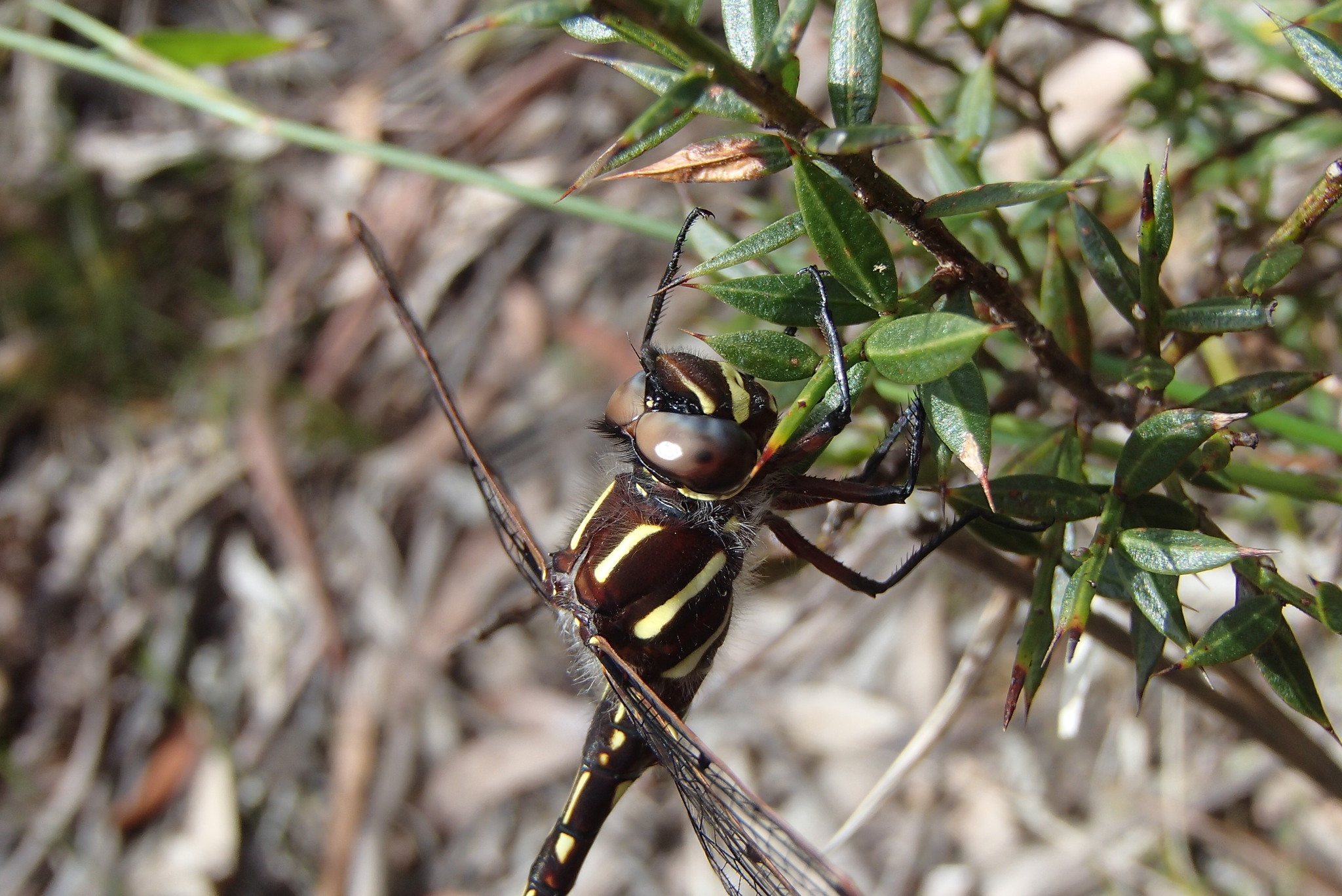 Austropetaliidae