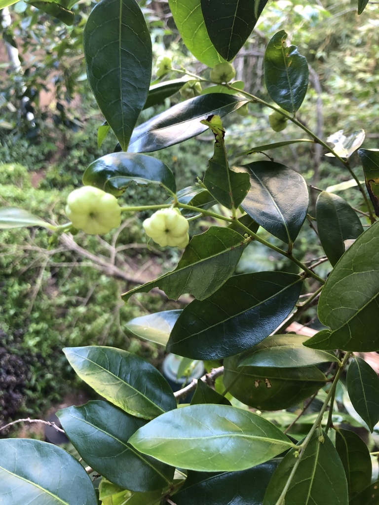 Cheese Tree in October 2022 by Rikki Pieters · iNaturalist