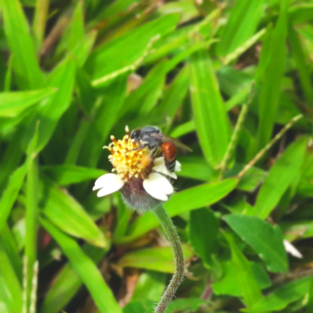 Red Dwarf Honey Bee from Katong, Singapore on October 28, 2022 at 01:34 ...