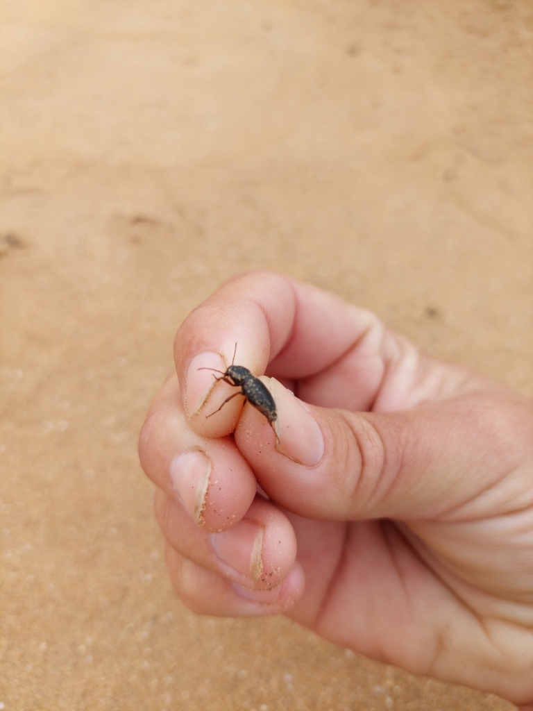 Brinckia debilis from Erongo Region, Namibia on October 28, 2022 at 08: ...