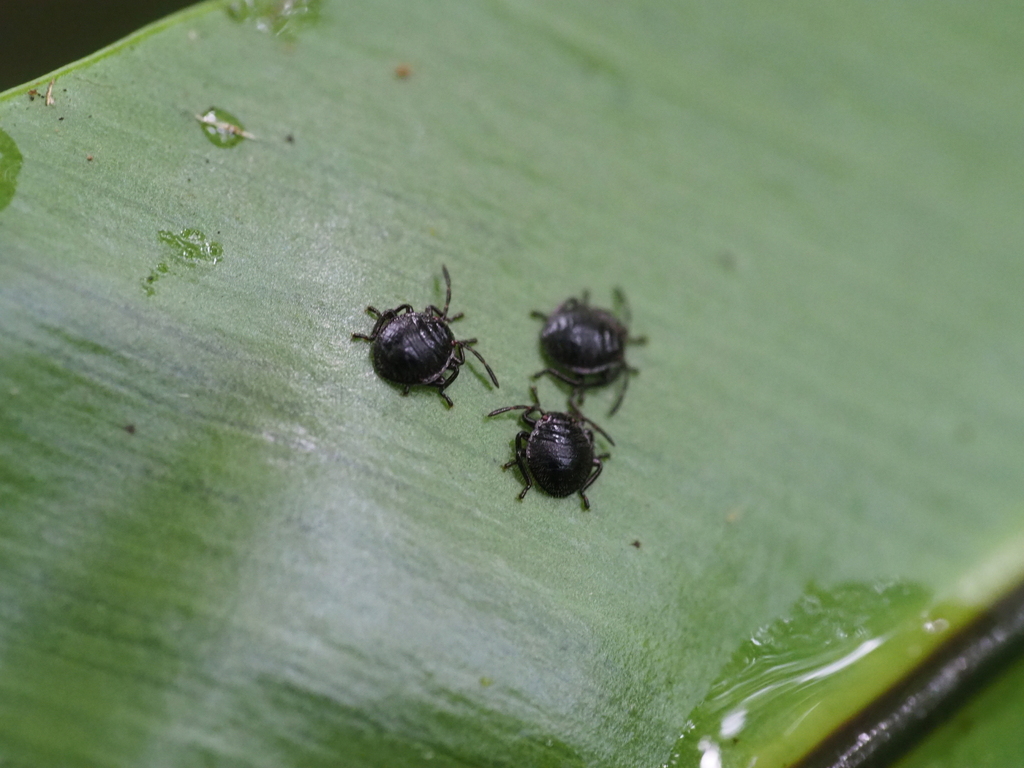 Stink Bugs, Shield Bugs, and Allies from Ngeremlengui Sanctuary on ...