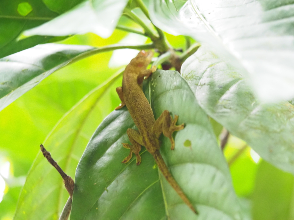 Palau Ghost Gecko from Ngeremlengui Sanctuary on August 04, 2022 at 02: ...