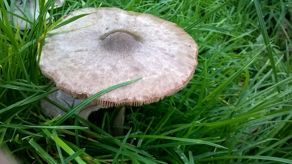 Stubble Rosegill from Hampshire, UK on October 27, 2022 at 10:29 AM by ...
