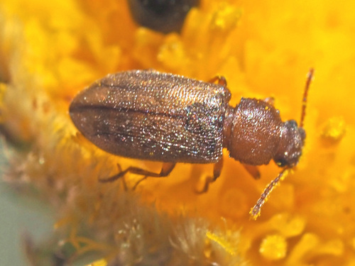Genus Enicmosoma · iNaturalist