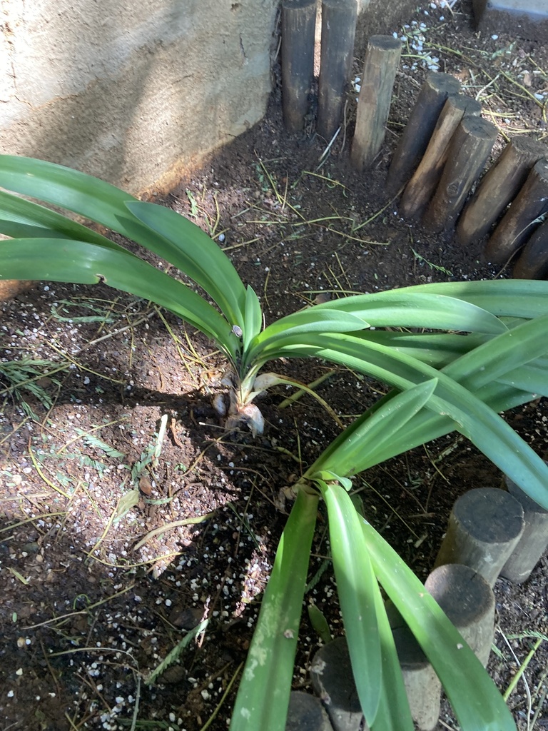 amaryllis, onions, and allies from Skukuza Street, Pretoria, GP, ZA on ...