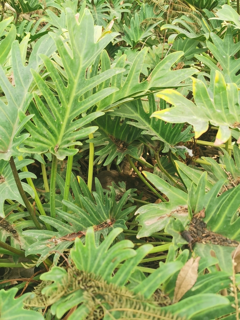 Old World Rats from El Parque de Málaga, Málaga, Spain on October 26 ...