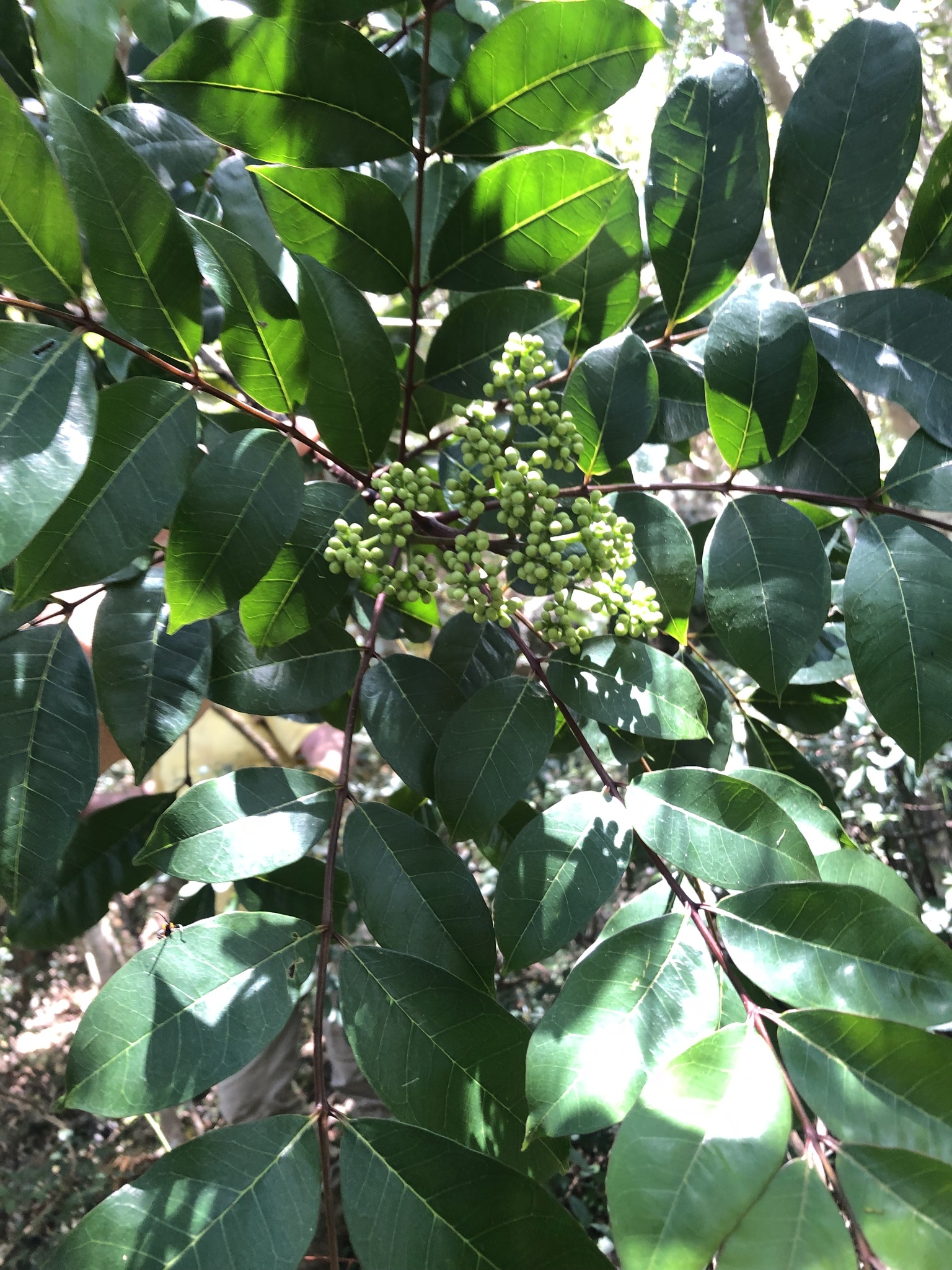 Zanthoxylum brachyacanthum F.Muell.