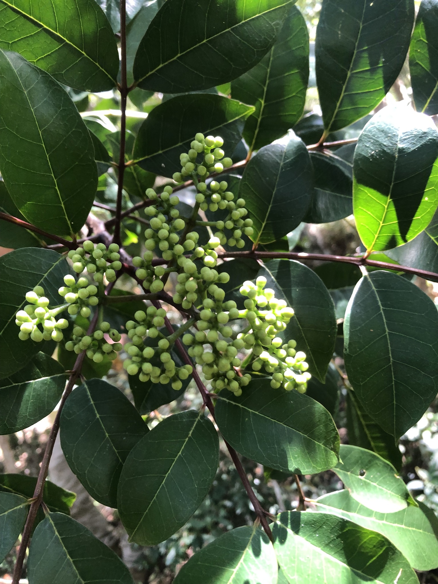 Zanthoxylum brachyacanthum F.Muell.