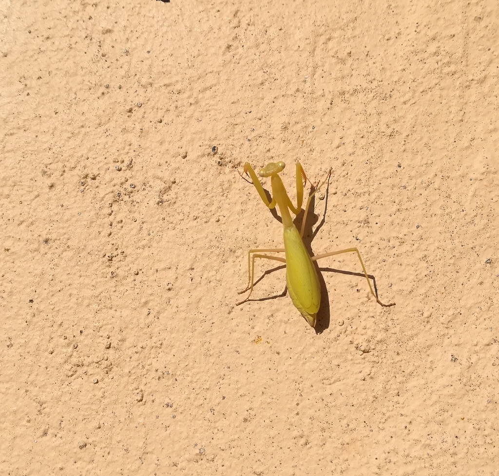 South African Mantis from Kommetjie, Cape Town, 7976, South Africa on ...