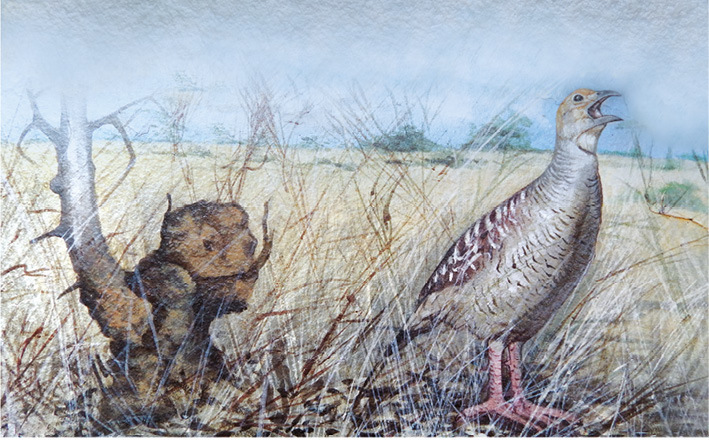 Grey Francolin / கௌதாரி/ Koudari (Birds of Tiruvannamalai) · iNaturalist