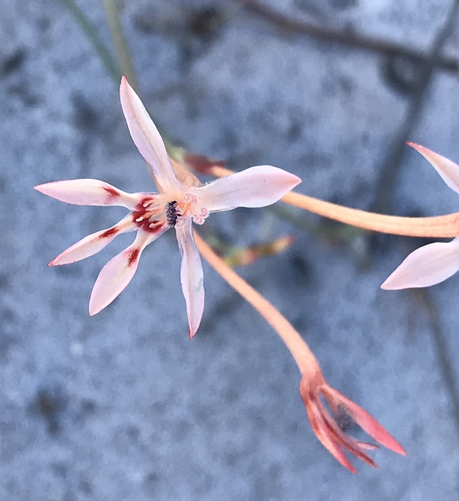 Long Kabong from Lower Tokai Park, Hout Bay, WC, ZA on October 28, 2022 ...