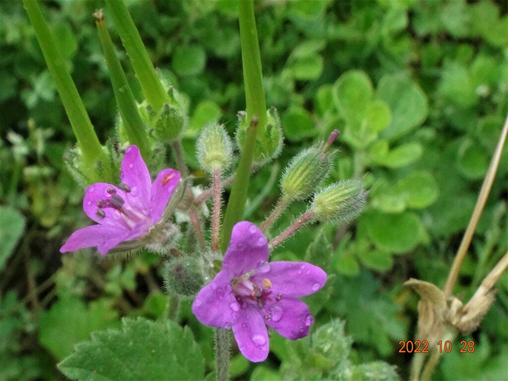stork's-bills from Lara VIC 3212, Australia on October 28, 2022 at 10: ...