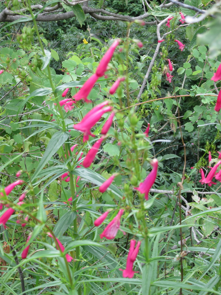 Pinto Beardtongue from Tepoztlán, Mor., México on August 26, 2018 at 11 ...