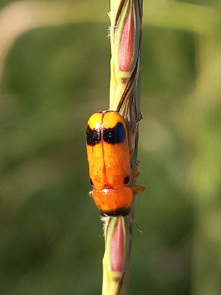 Clytra fasciatopunctata from 18-365, Indira Nehru Nagar, Mallikarjuna ...