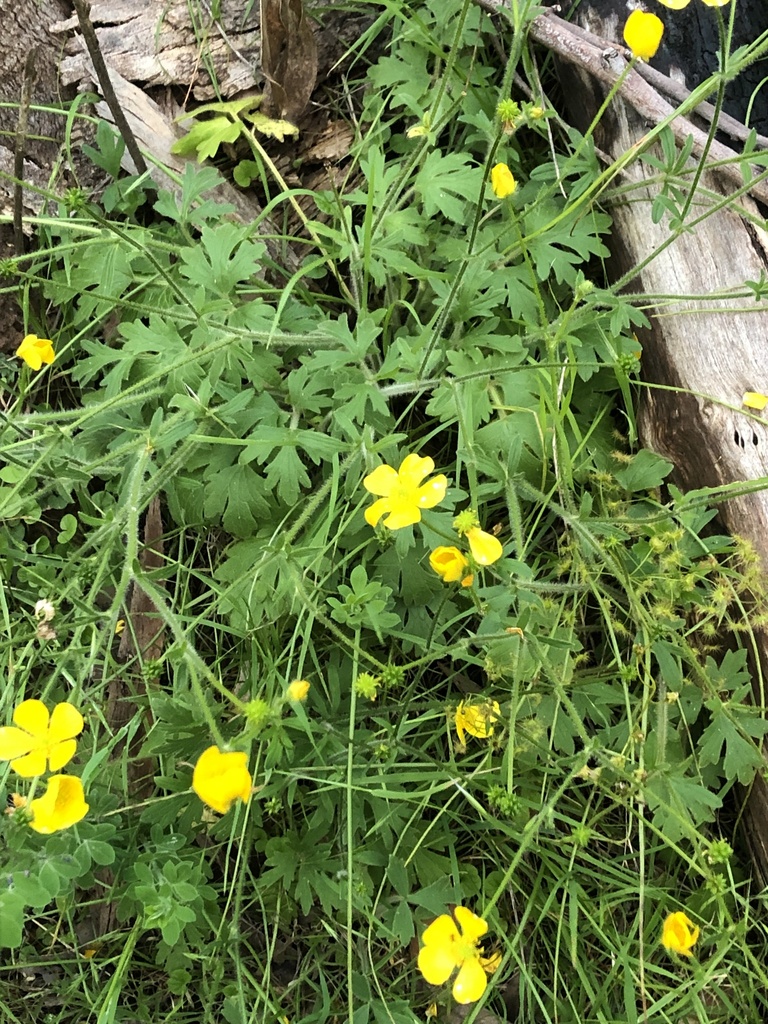 Australian Buttercup (Ranunculus lappaceus) - Botanical Realm
