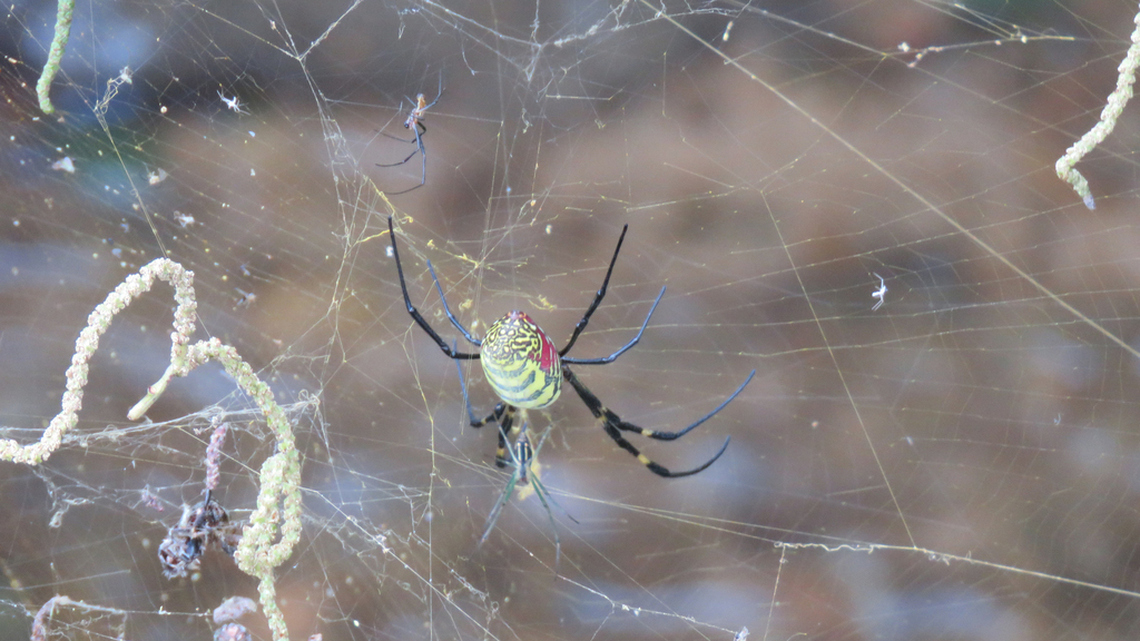 Joro Spider from Sitapaila, Nagarjun 44600, Nepal on October 28, 2022 ...
