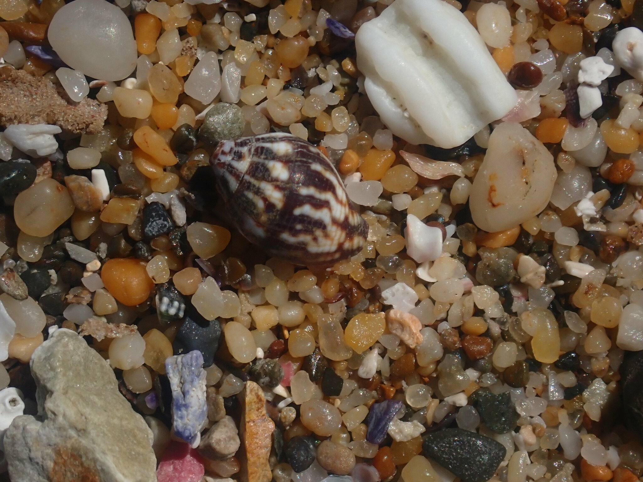 Strigatella litterata (Lamarck, 1811)