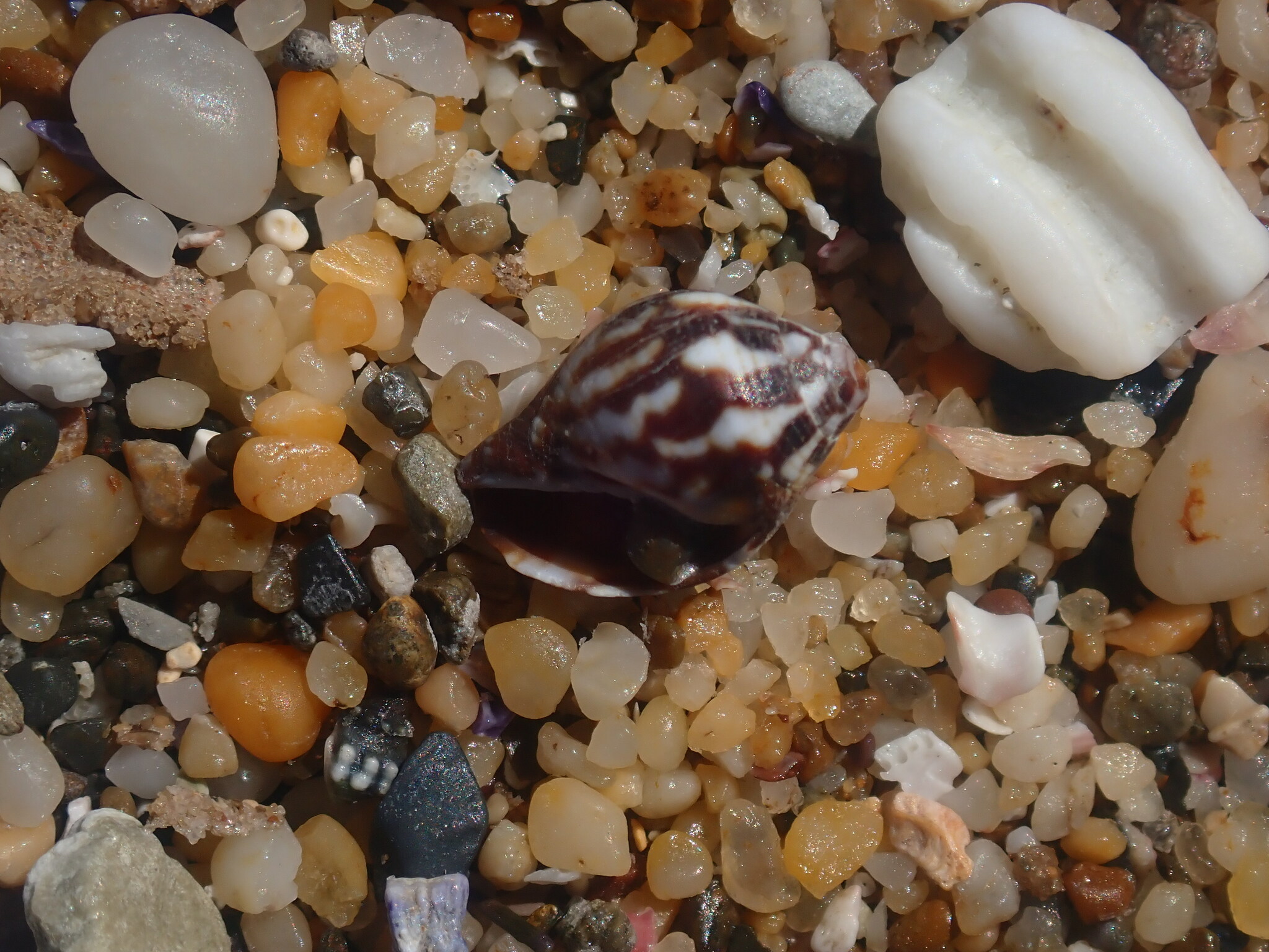 Strigatella litterata (Lamarck, 1811)